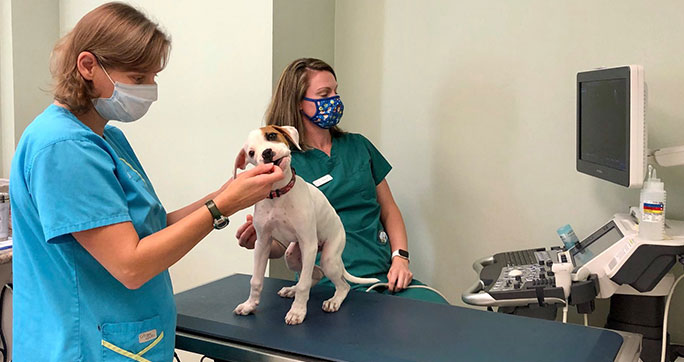 Internal Medicine - Portland Veterinary Emergency and Specialty Care