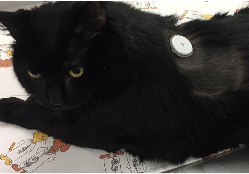 Libre - Portland Veterinary Emergency and Specialty Care