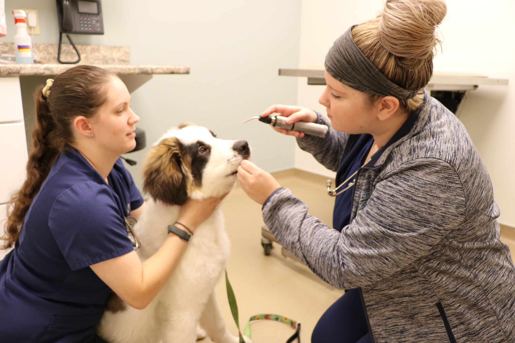 Seizures - Portland Veterinary Emergency and Specialty Care