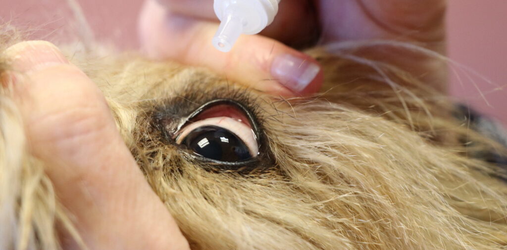 How to administer eye drops to a small dog - Portland Veterinary ...