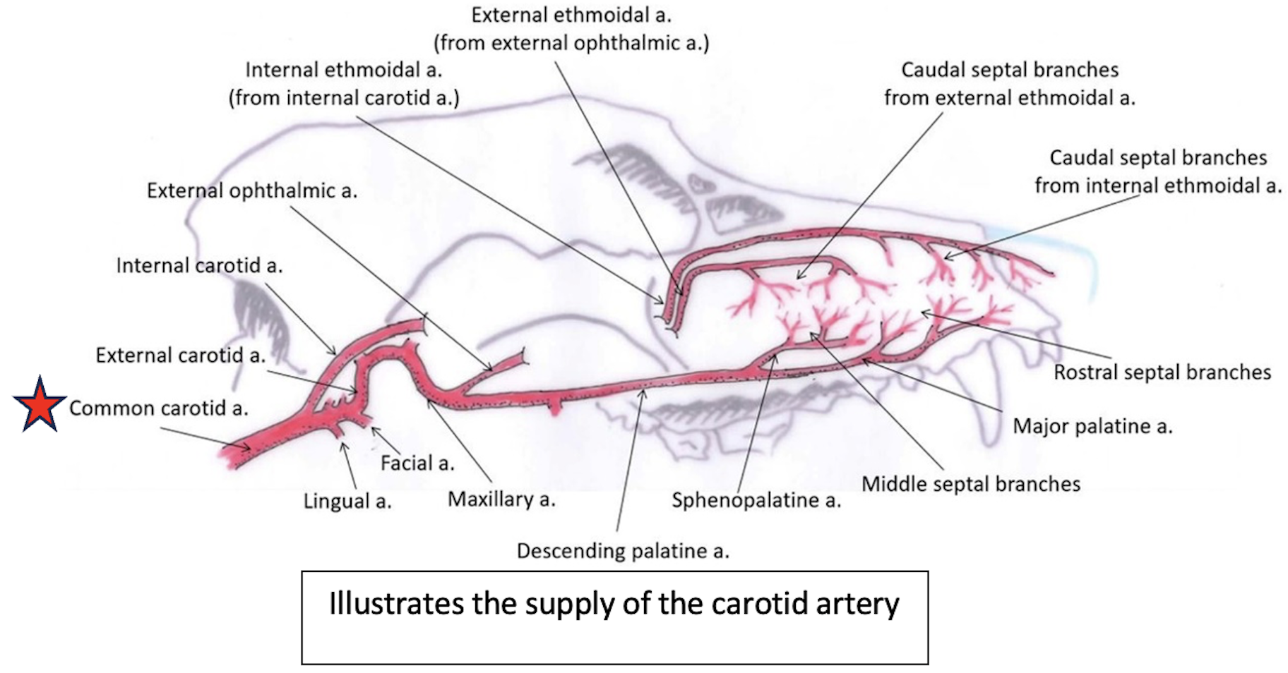 Surgery Case Spotlight: Clinical Use of Carotid Artery Ligation ...