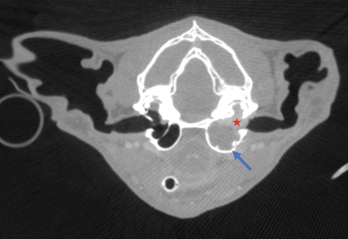 Internal Medicine Case of the Month: Nasopharnygeal Polyps in Felines ...