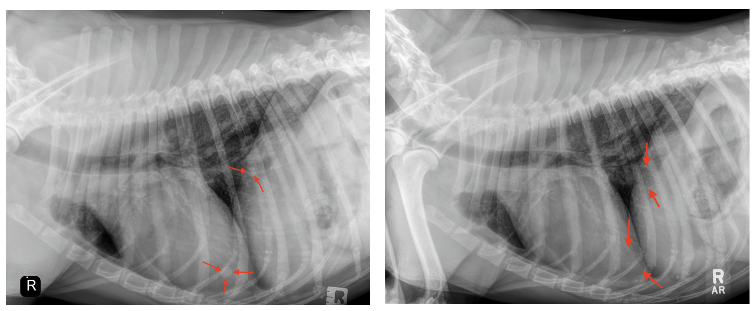 Oncology Case of the Month: Cutaneous Hemangiosarcoma in Canines ...