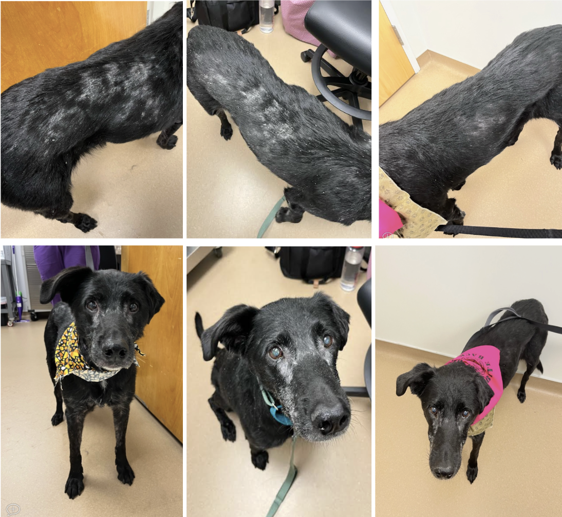 Oncology Case of the Month: Successful Management of Cutaneous Lymphoma ...